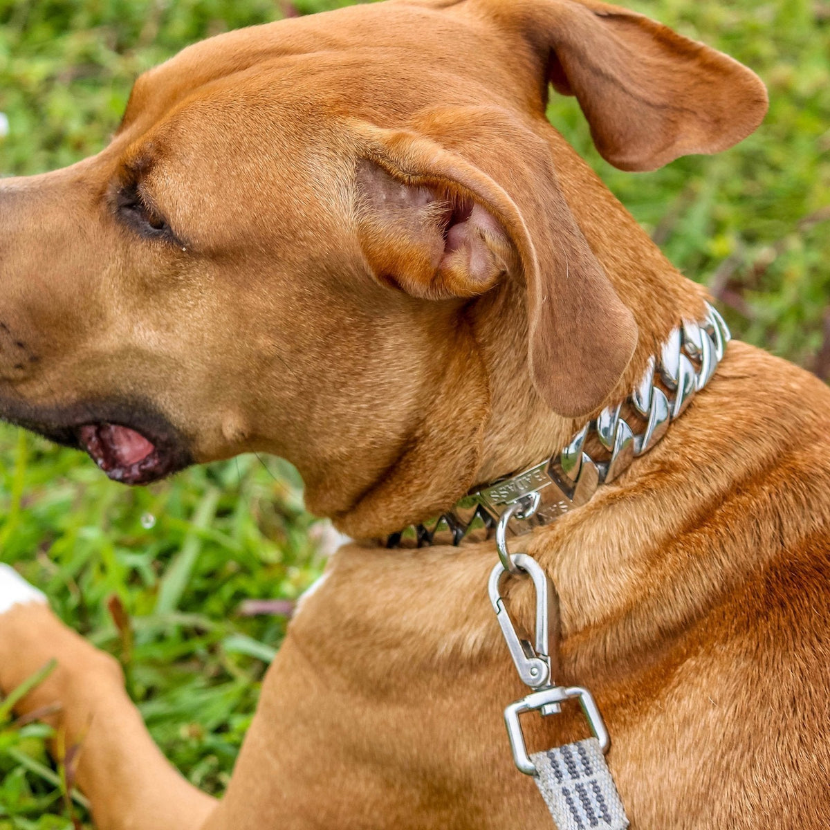 Dog Collar | Black - Sanity's BadAss Custom | Dog Chain Dog Collar | Black - Sanity's BadAss Custom | Dog Chain